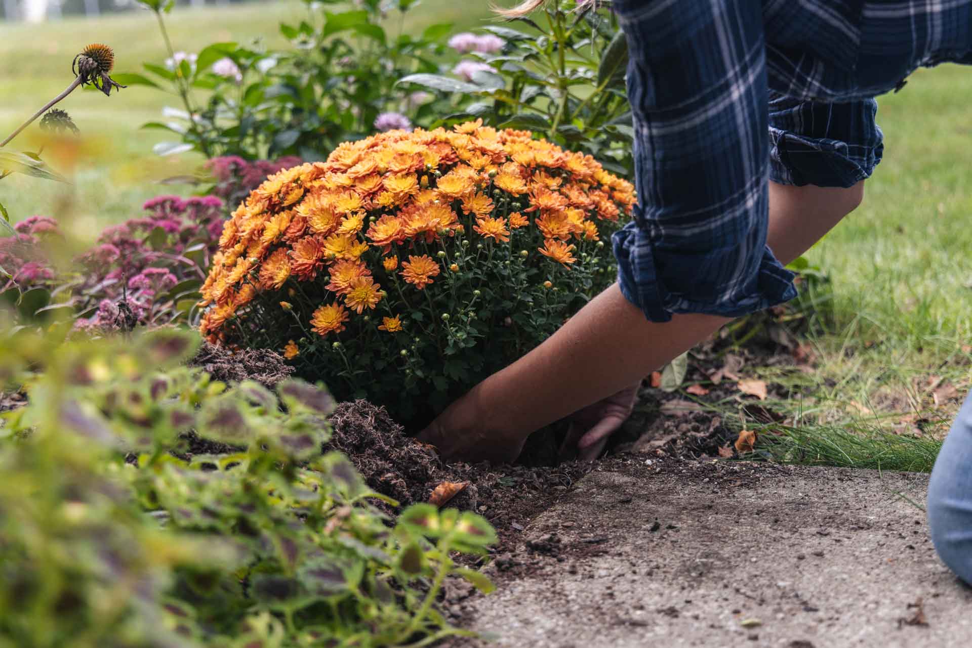 Planting Mums & Fall Favorites | Petitti Garden Centers