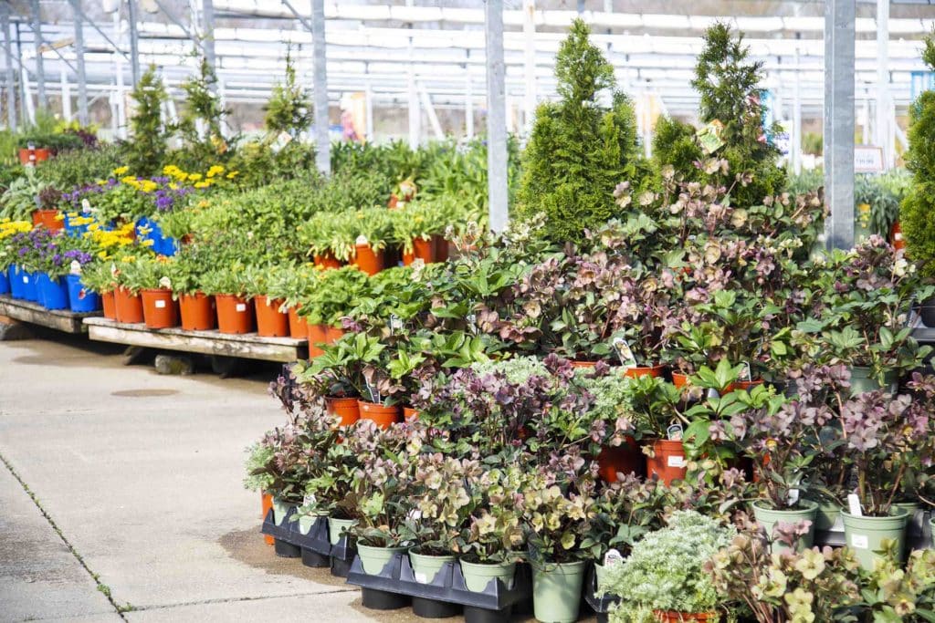 Bath Township Opening 2025 | Petitti Garden Centers