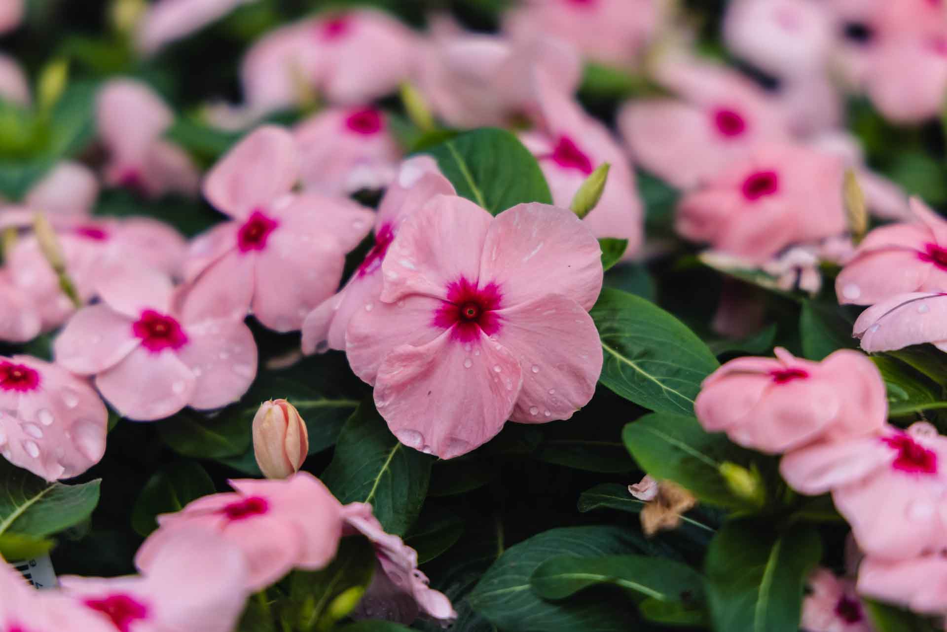 Flowering Vinca, Madagascar Periwinkle | Petitti Garden Centers