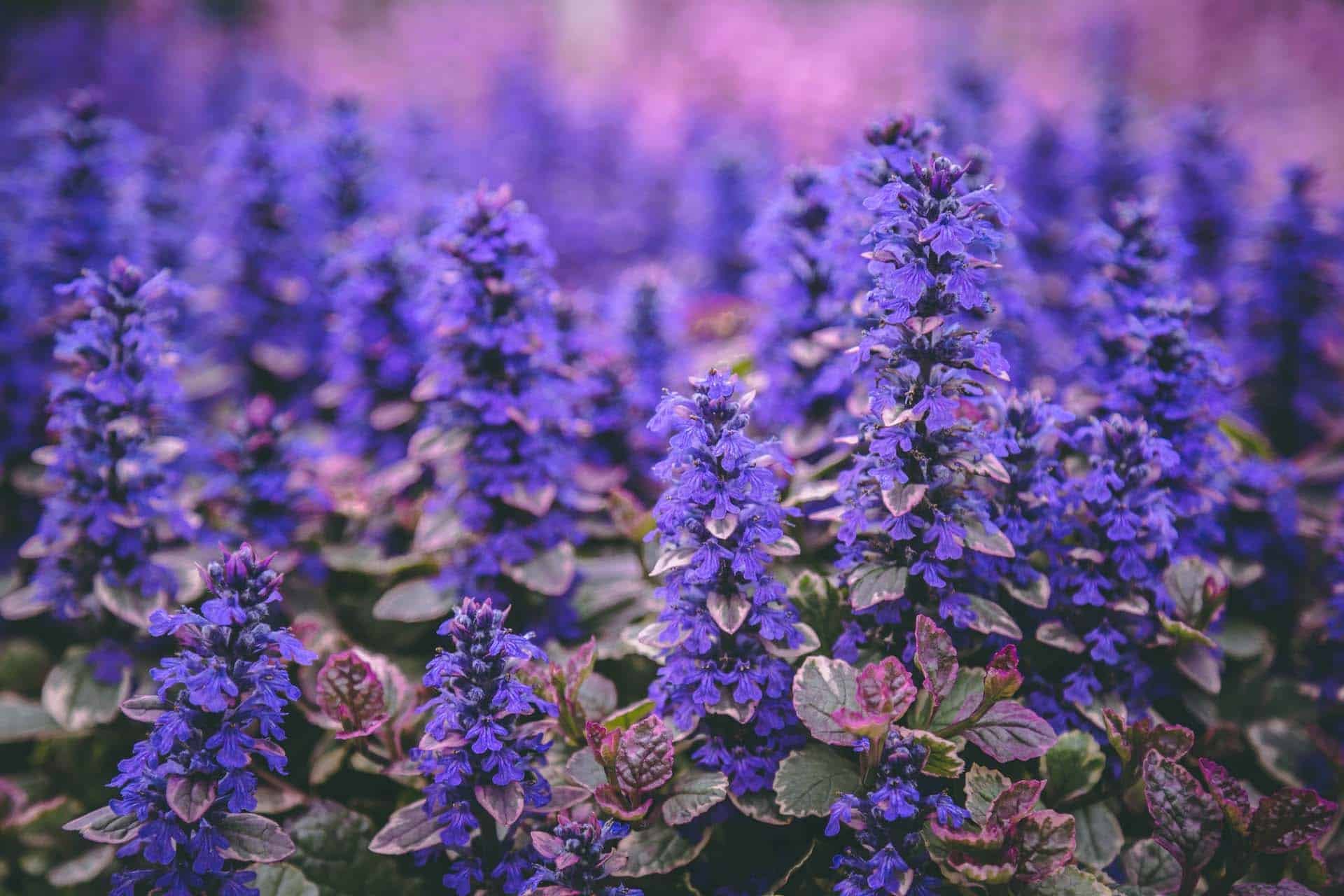 Bugleweed | Petitti Garden Centers
