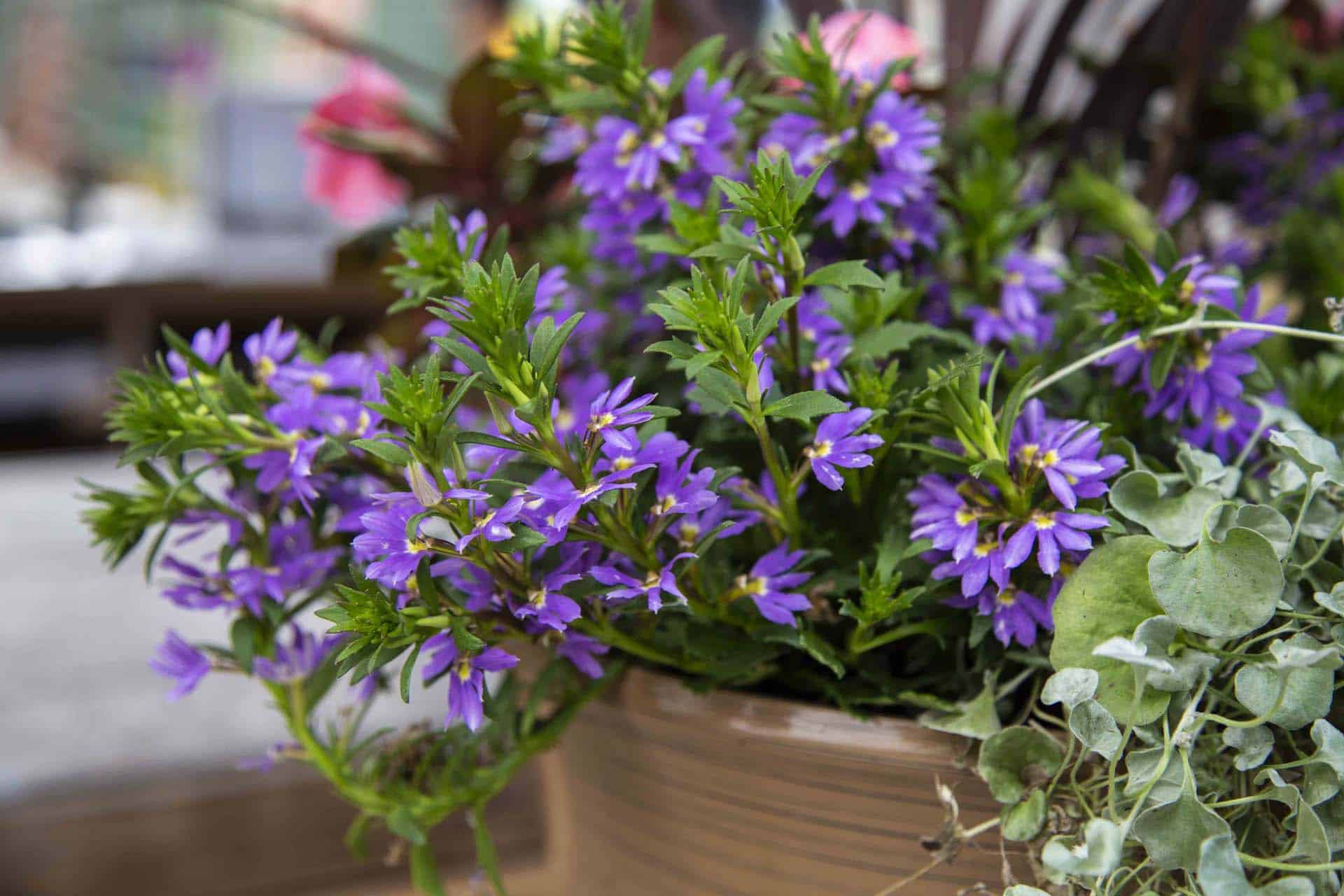 Scaevola Flower Annual Or Perennial | Best Flower Site