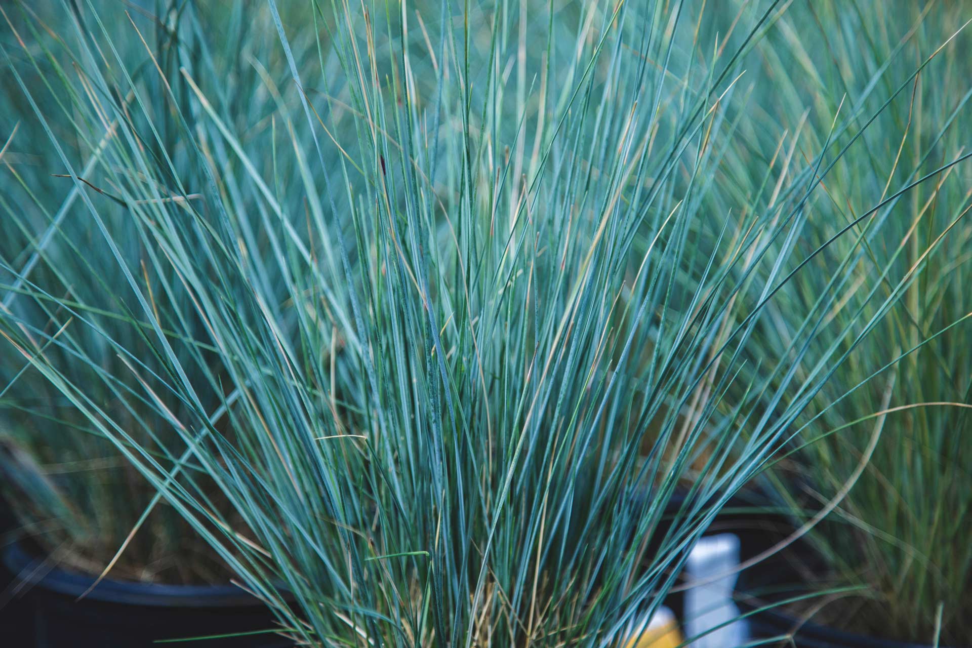 Blue Oat Grass | Petitti Garden Centers