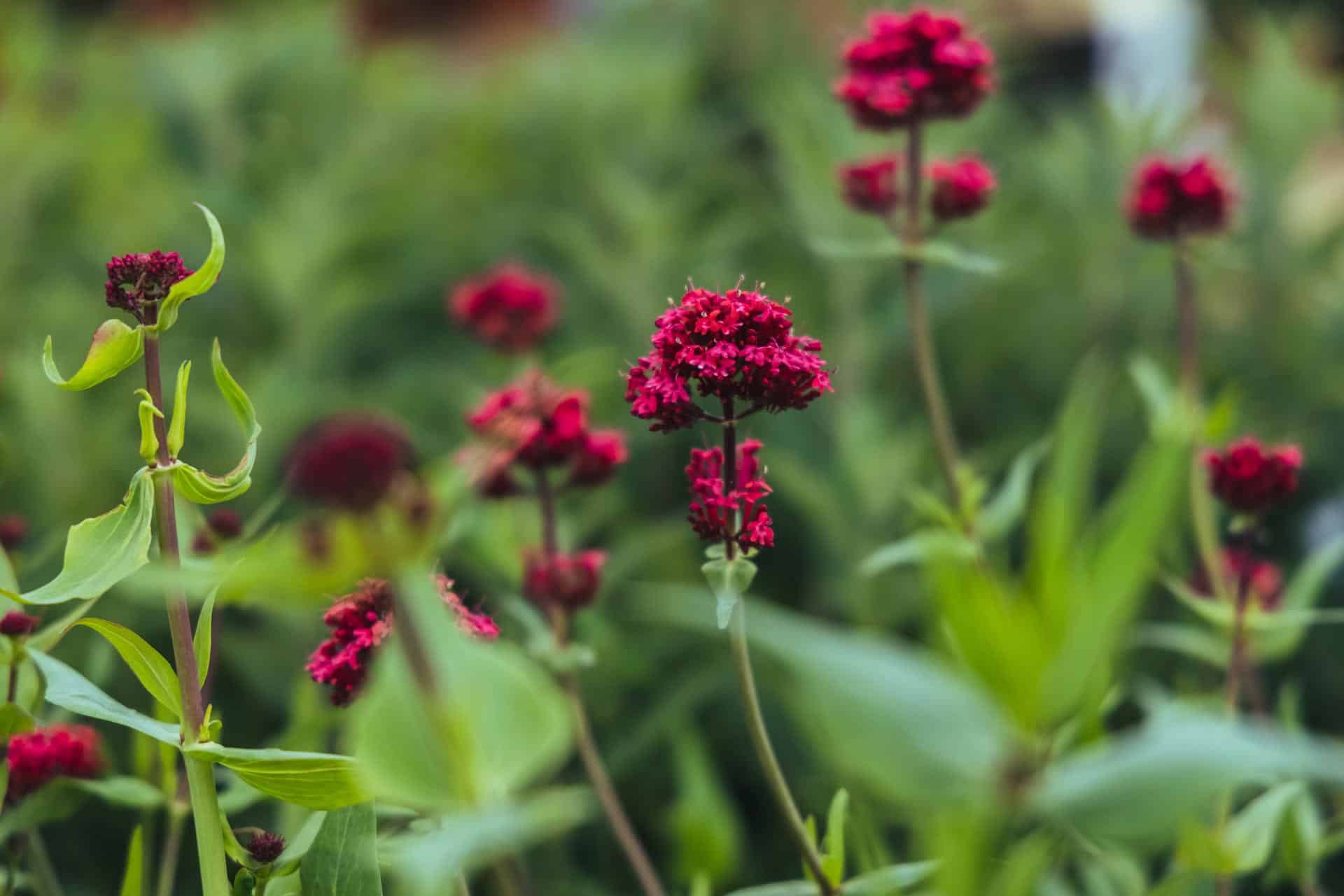 Red Valerian ‘Coccineus’ | Petitti Garden Centers