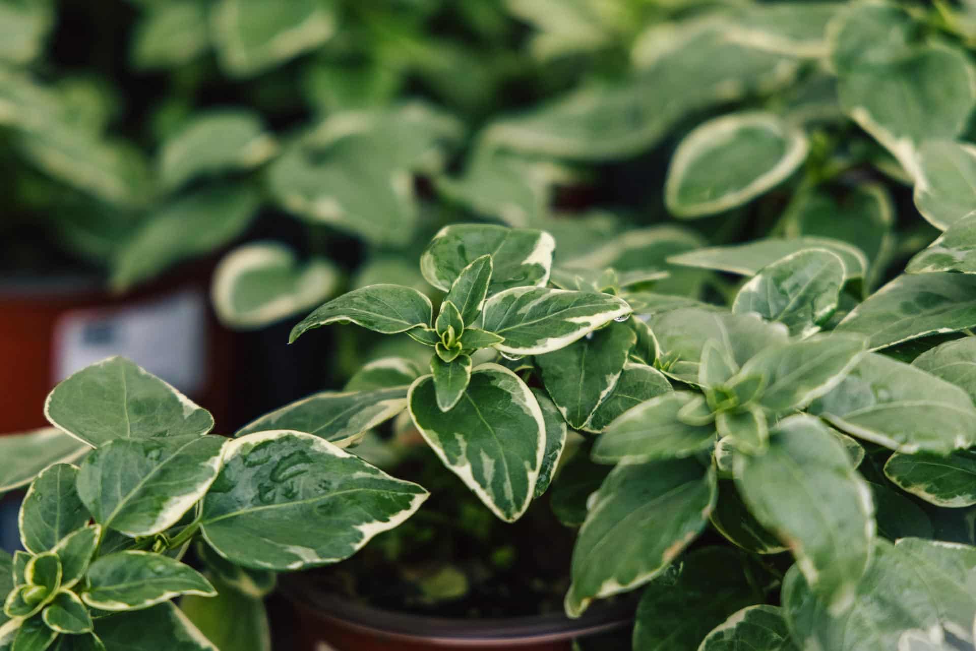 Vinca Vine | Petitti Garden Centers