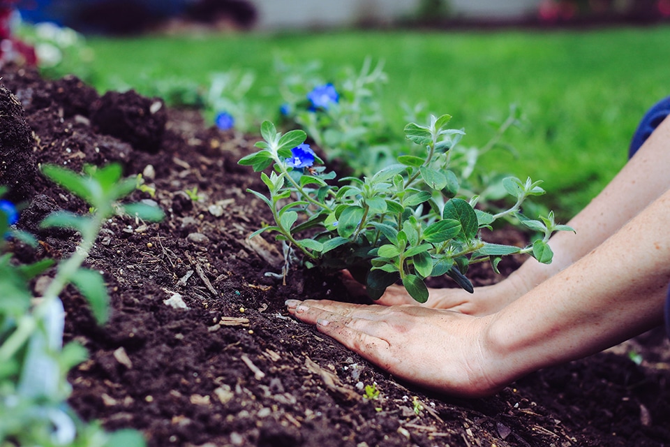 Calendar of Gardening Reminders, Tips | Petitti Garden Centers