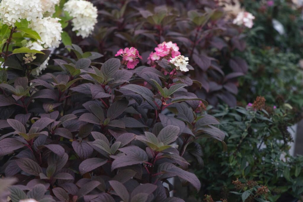 Quick Fire Hydrangeas | Petitti Garden Centers