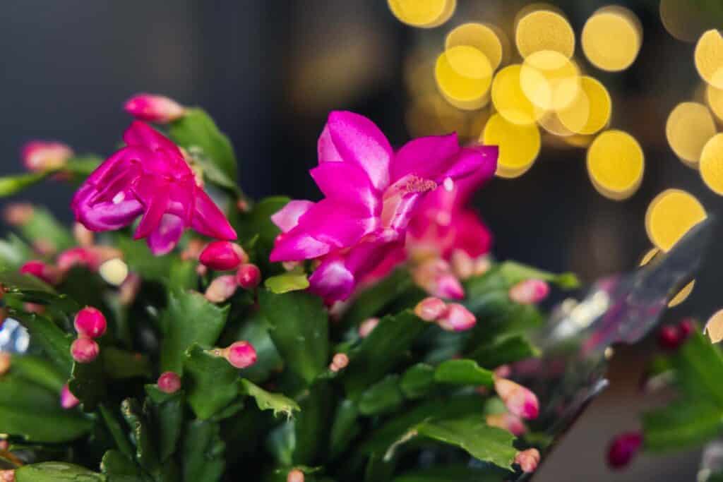 How to Care For a Christmas Cactus | Petitti Garden Centers