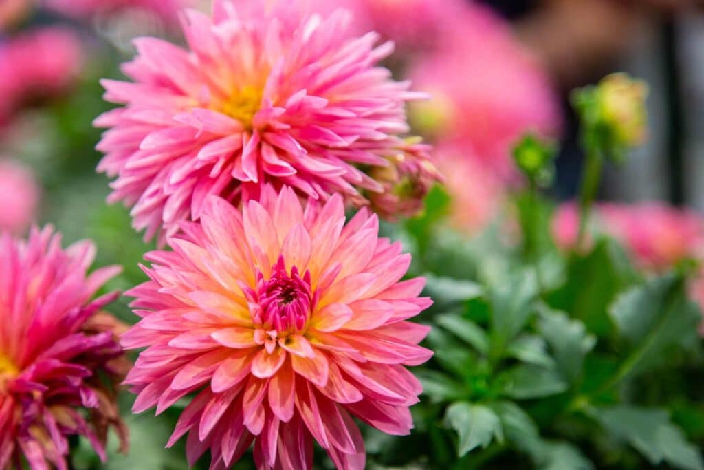 Planting Tender Bulbs for Summer Color | Petitti Garden Centers