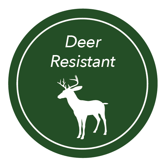Planting for Deer Resistance | Petitti Garden Centers