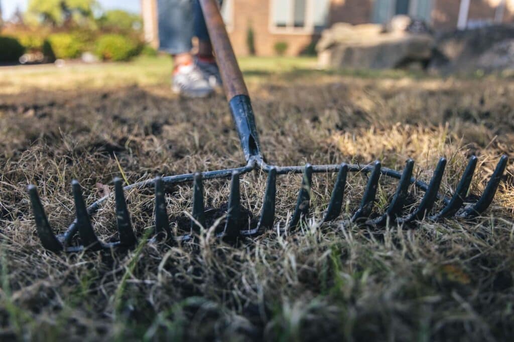 Seeding the Lawn | Petitti Garden Centers