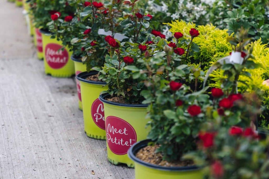 Easy-to-Grow Shrub Roses | Petitti Garden Centers
