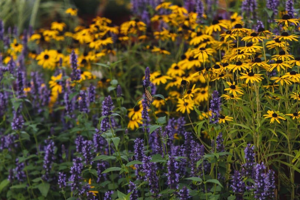 July and August Blooming Perennials | Petitti Garden Centers