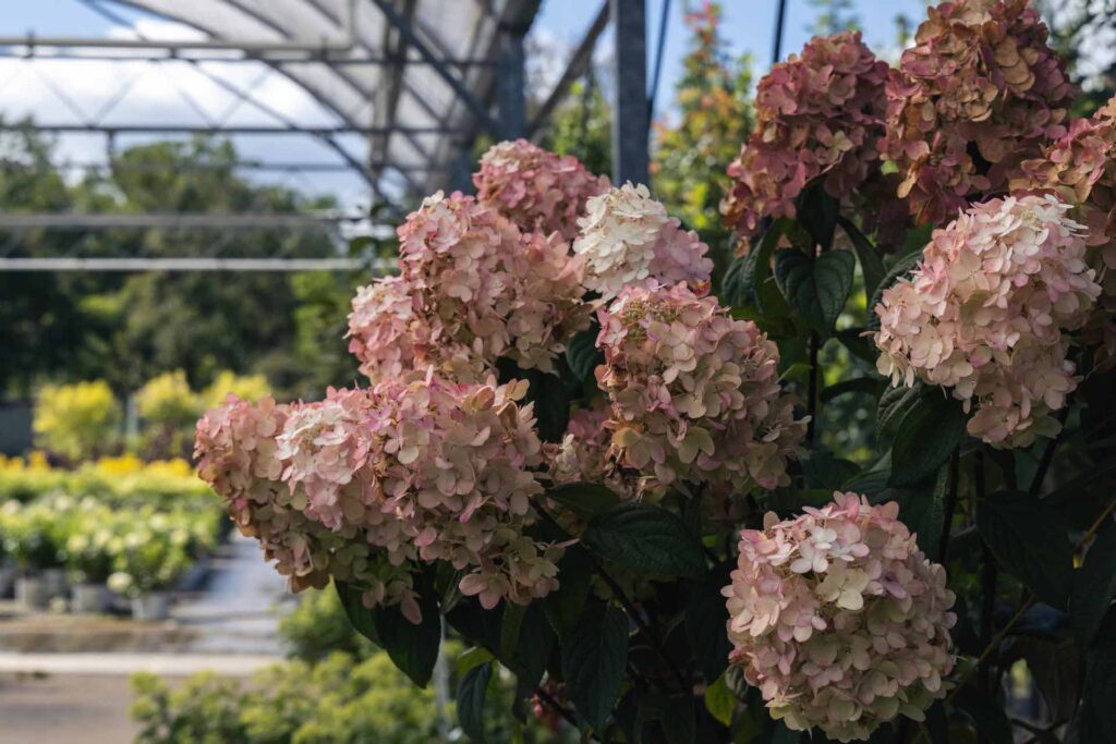 Cold Hardy Hydrangea Shrubs | Petitti Garden Centers