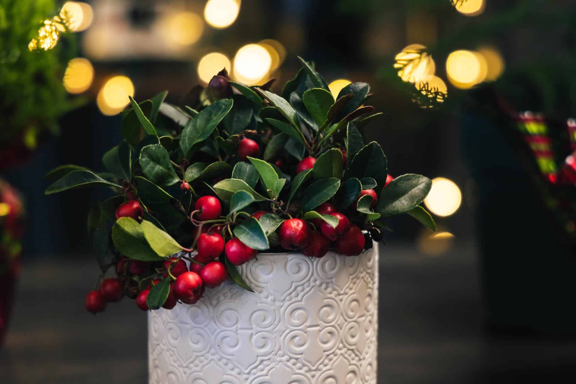 Winter Garden, Holiday Plants | Petitti Garden Centers