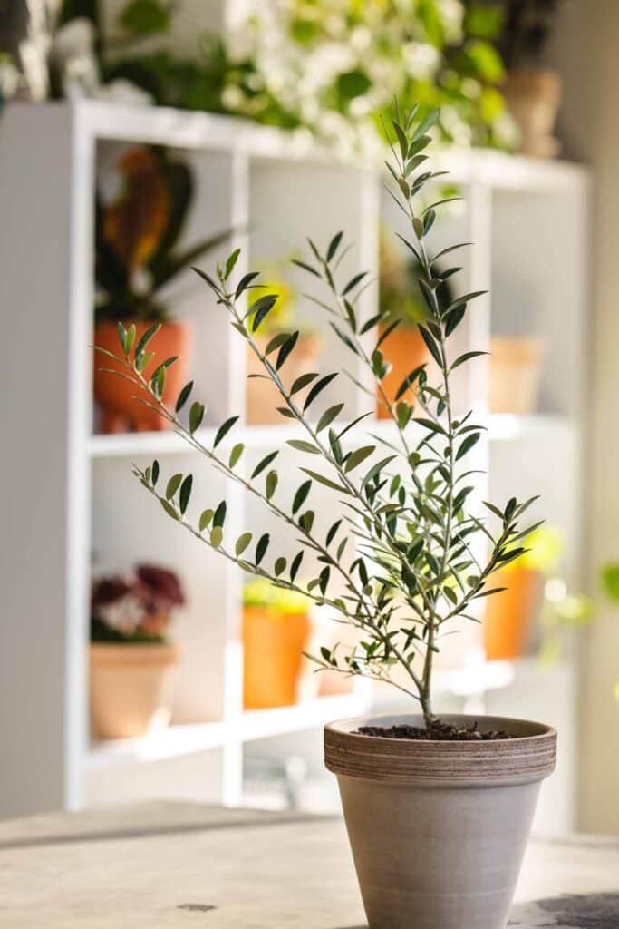 On Trend with Mediterranean Gardening Indoors & Out | Petitti Garden ...