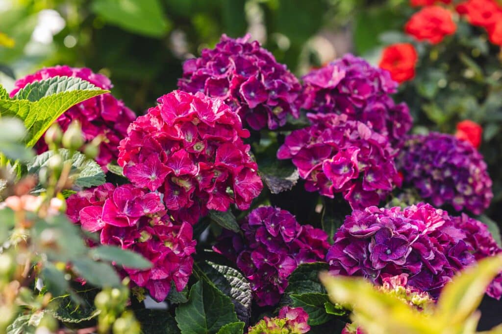 Cold Hardy Hydrangea Shrubs | Petitti Garden Centers