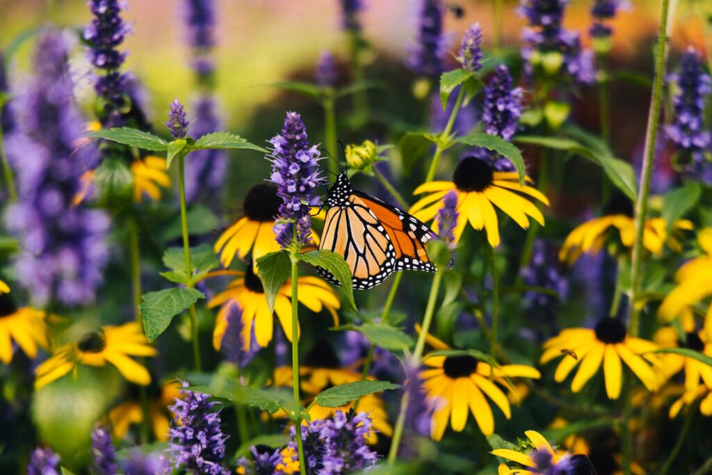 Pollinator Gardening Northeast Ohio | Petitti Garden Centers