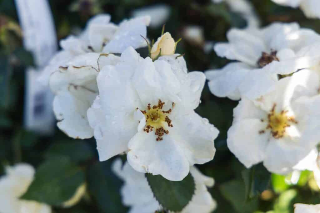 Easy-to-Grow Shrub Roses | Petitti Garden Centers