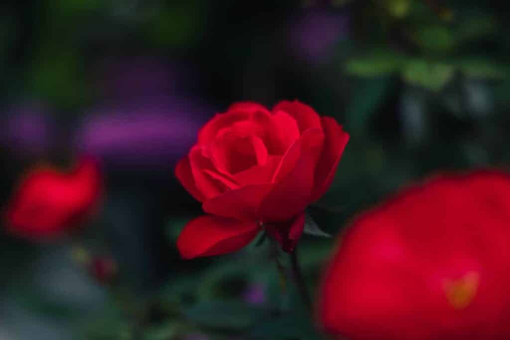 Easy-to-Grow Shrub Roses | Petitti Garden Centers