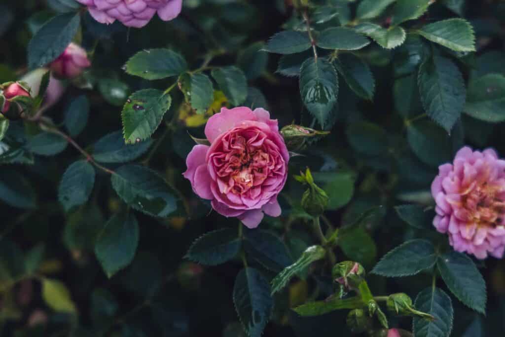 Easy-to-Grow Shrub Roses | Petitti Garden Centers