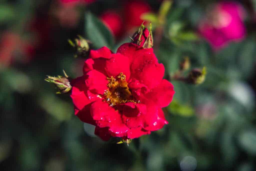 Easy-to-Grow Shrub Roses | Petitti Garden Centers