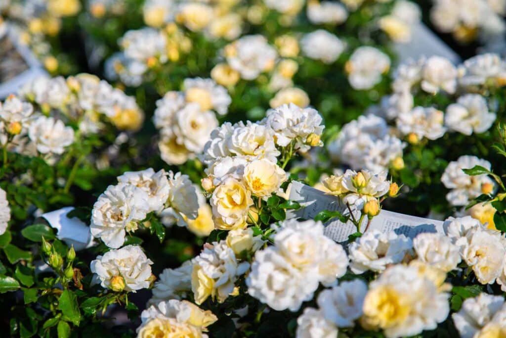 Easy-to-Grow Shrub Roses | Petitti Garden Centers