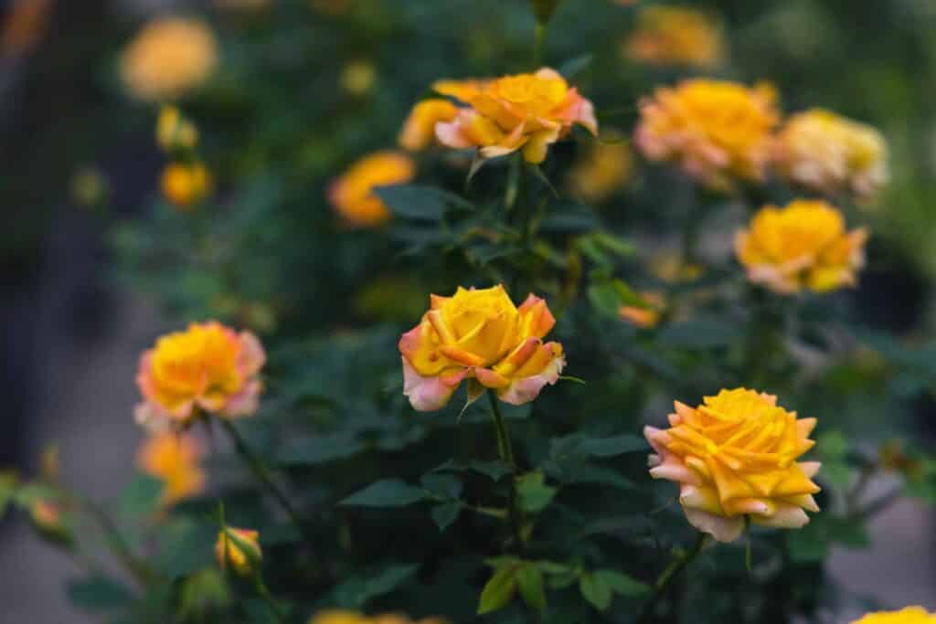 Easy-to-Grow Shrub Roses | Petitti Garden Centers