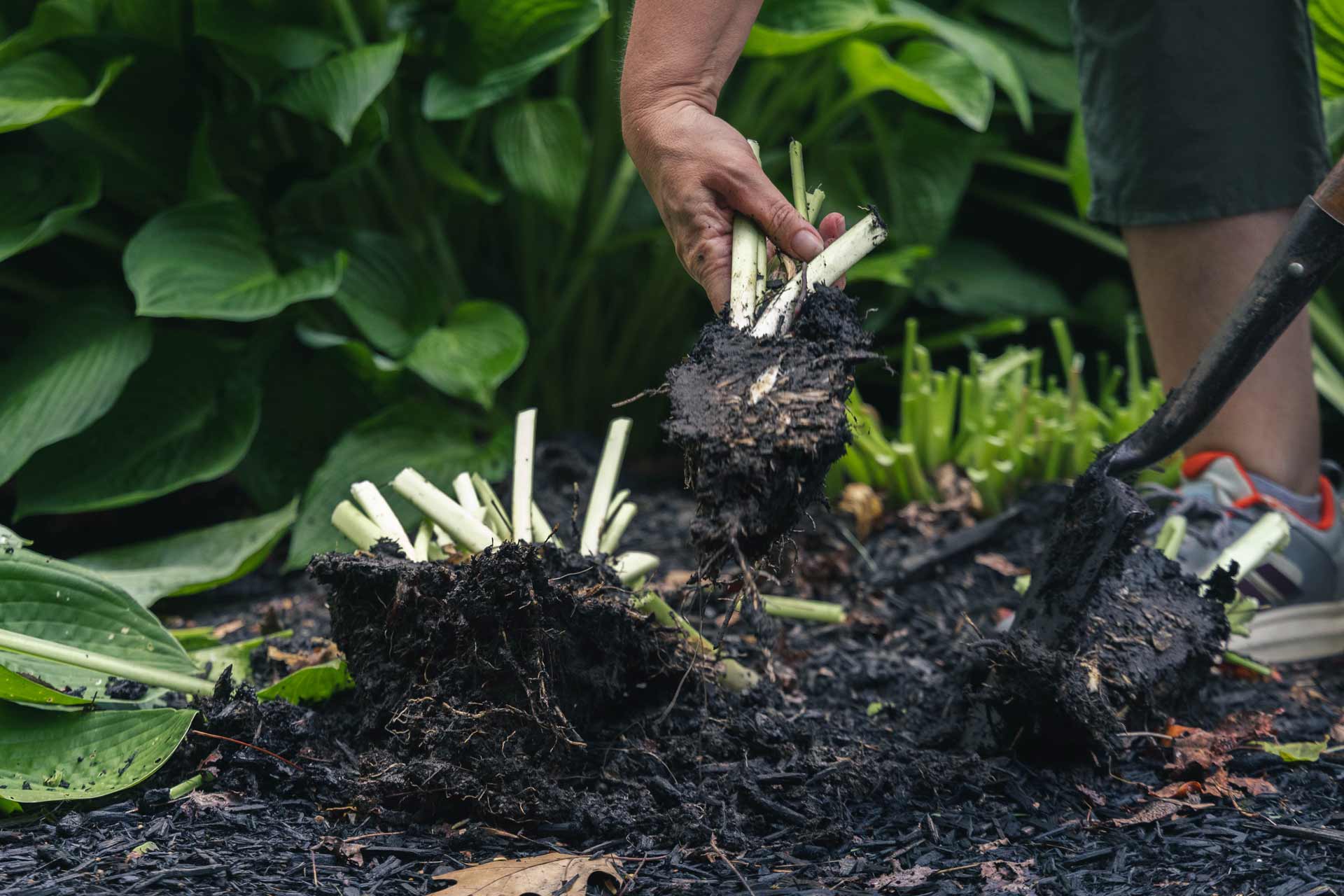 The Best Time to Divide Perennials | Petitti Garden Centers
