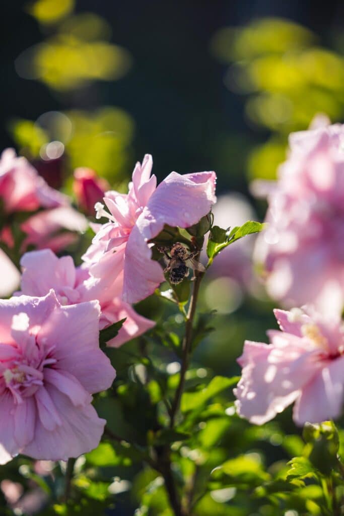 best plants to support pollinator bees | Petitti Garden Centers