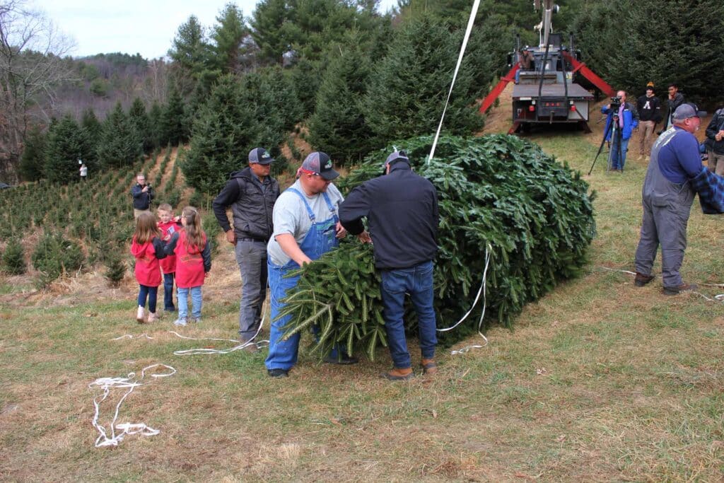 Fresh-Cut Christmas Trees | Petitti Garden Centers
