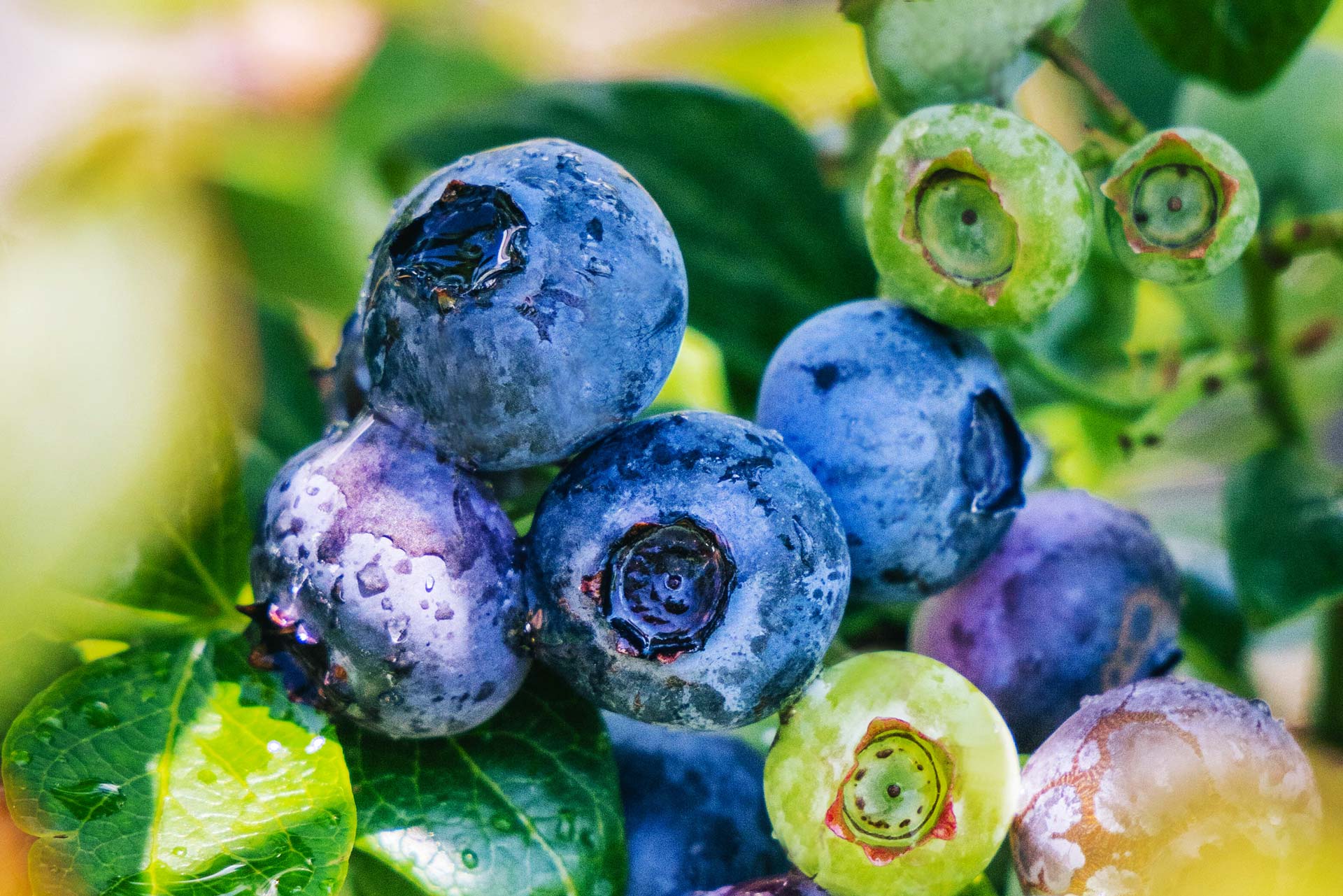 How to Grow Blueberries | Petitti Garden Centers