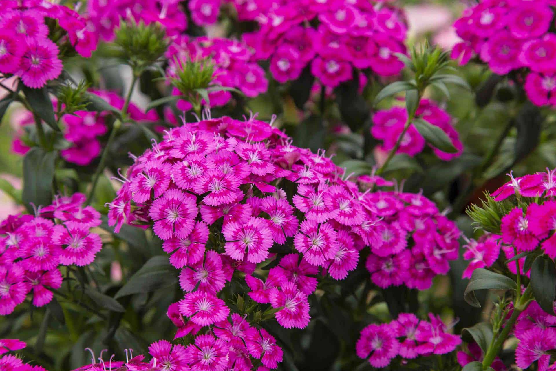 Annual Dianthus, Annual Pinks | Petitti Garden Centers