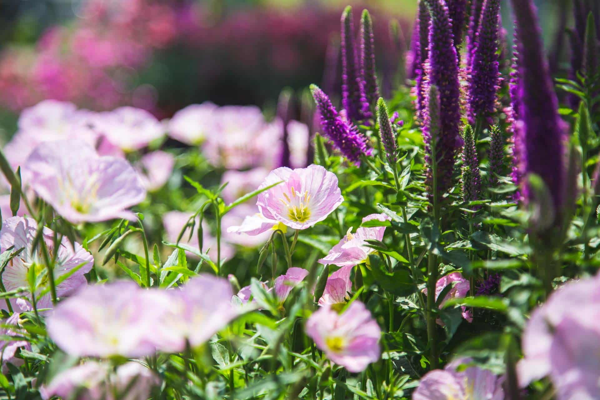 Evening Primrose | Petitti Garden Centers