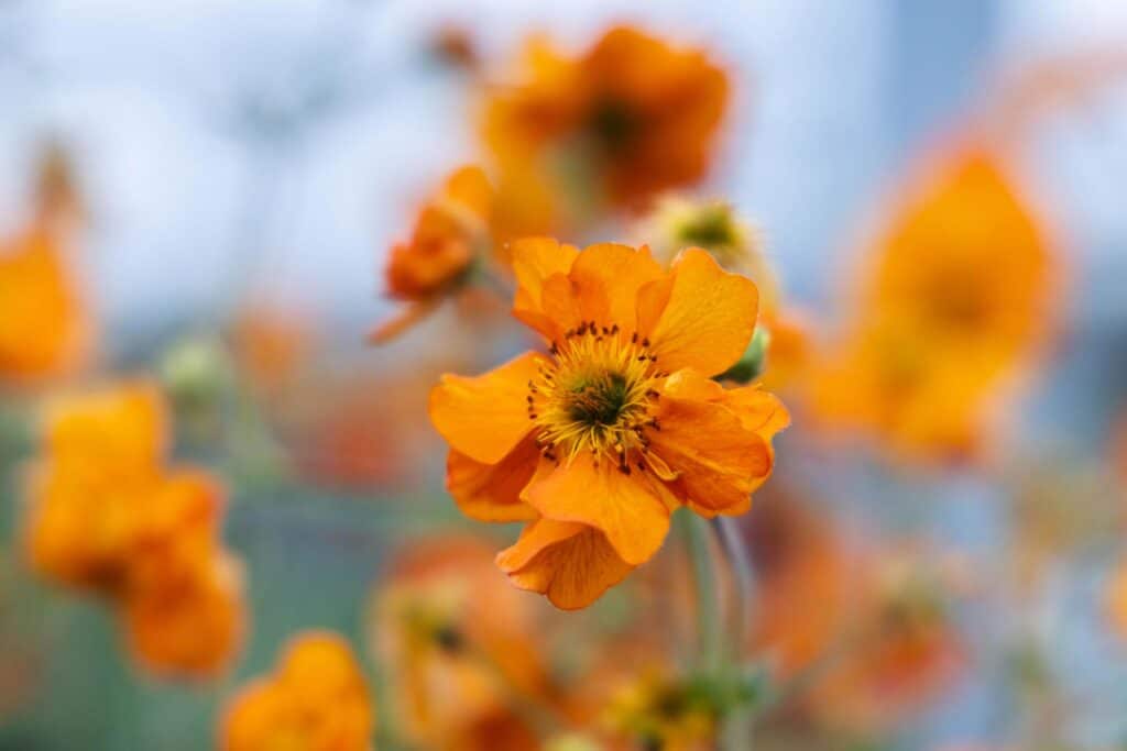 May Blooming Perennials | Petitti Garden Centers