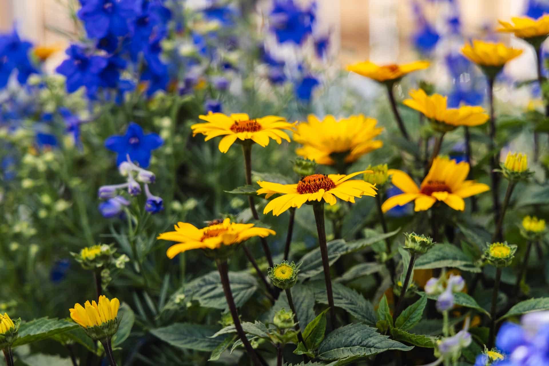 False Sunflower | Petitti Garden Centers
