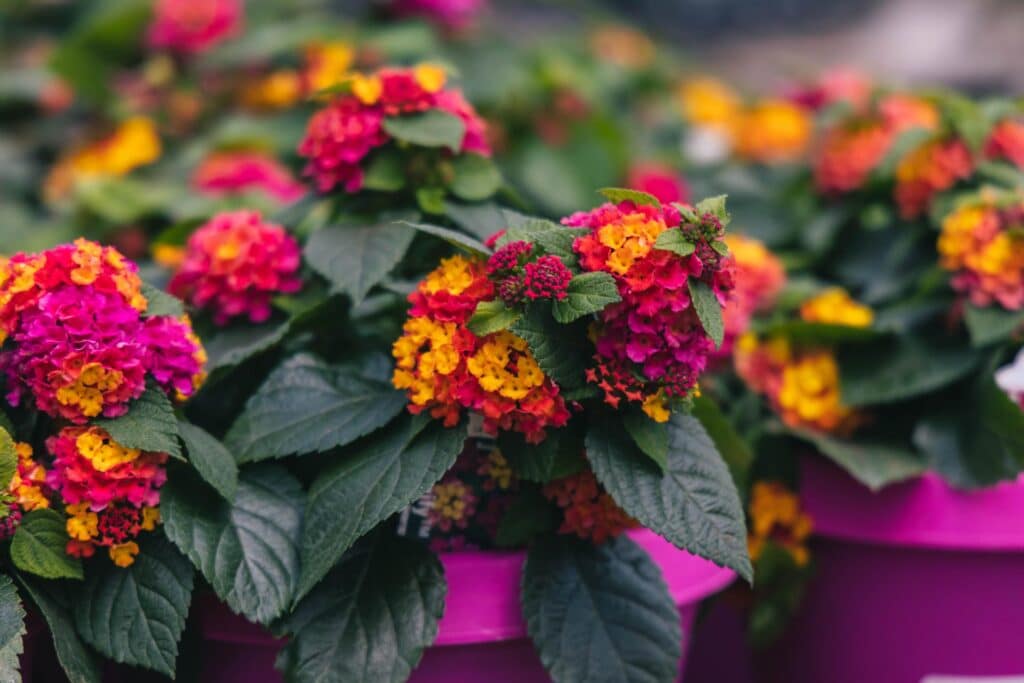 Locally Grown Plants, Trees, Shrubs | Petitti Garden Centers