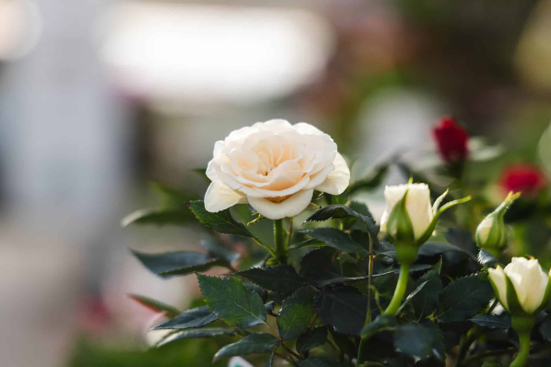 Mini Roses | Petitti Garden Centers