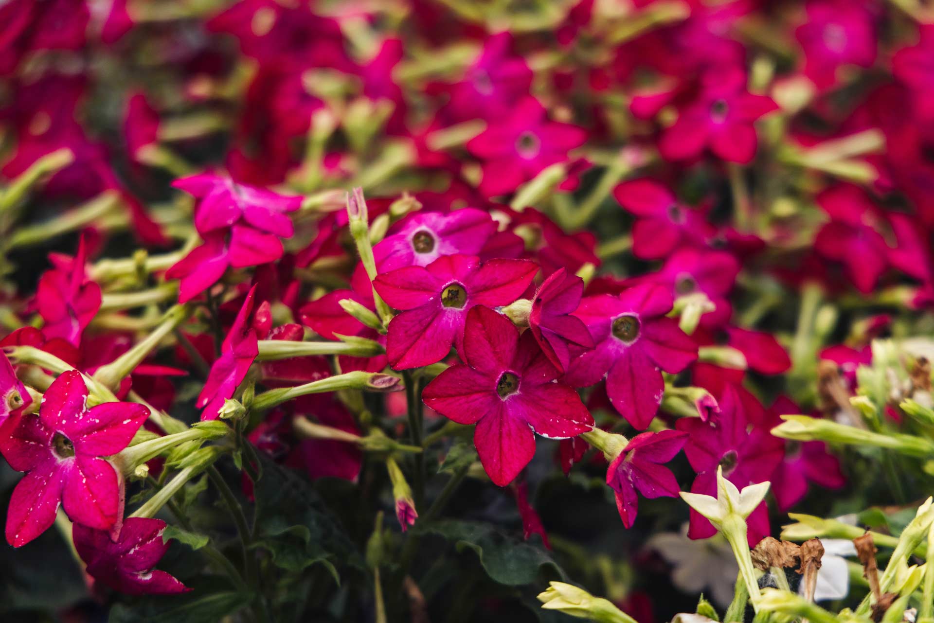 Nicotiana, Flowering Tobacco | Petitti Garden Centers