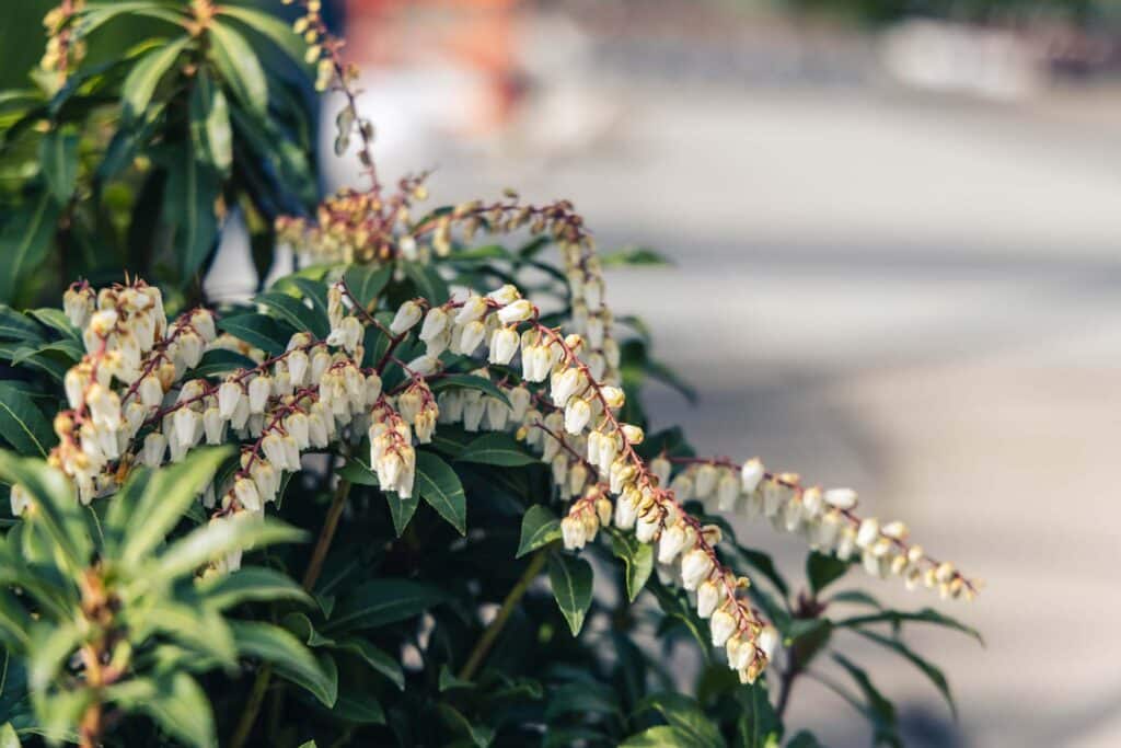 8 Perfect Evergreen Shrubs for Shade | Petitti Garden Centers