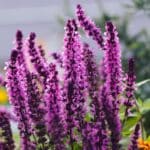 Pinks, Perennial Dianthus, Carnations | Petitti Garden Centers