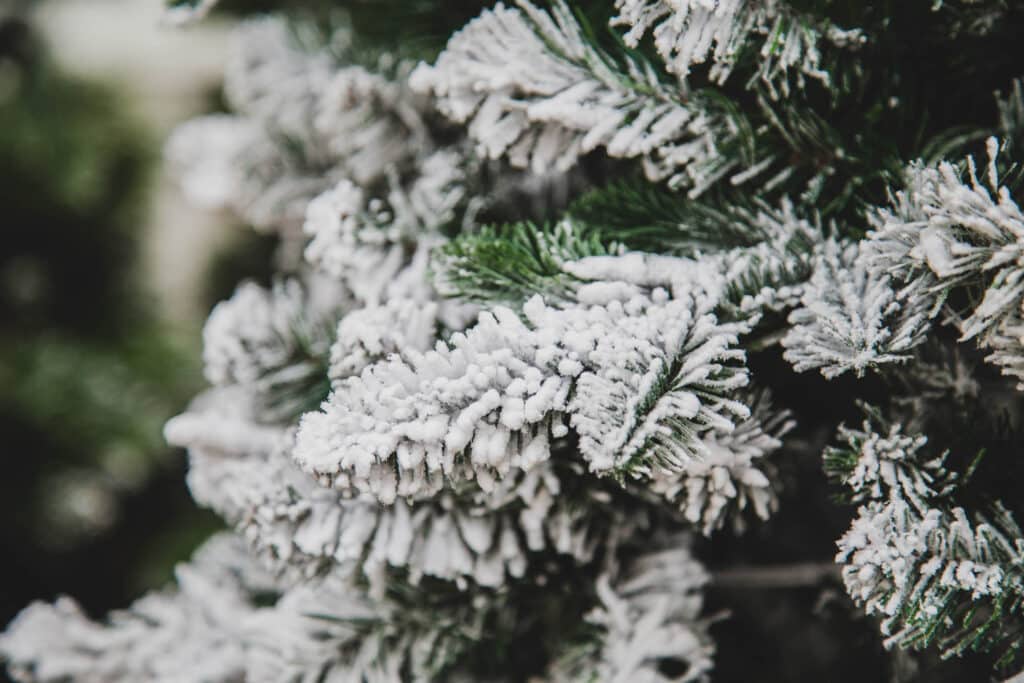 Life-Like Christmas Trees | Petitti Garden Centers