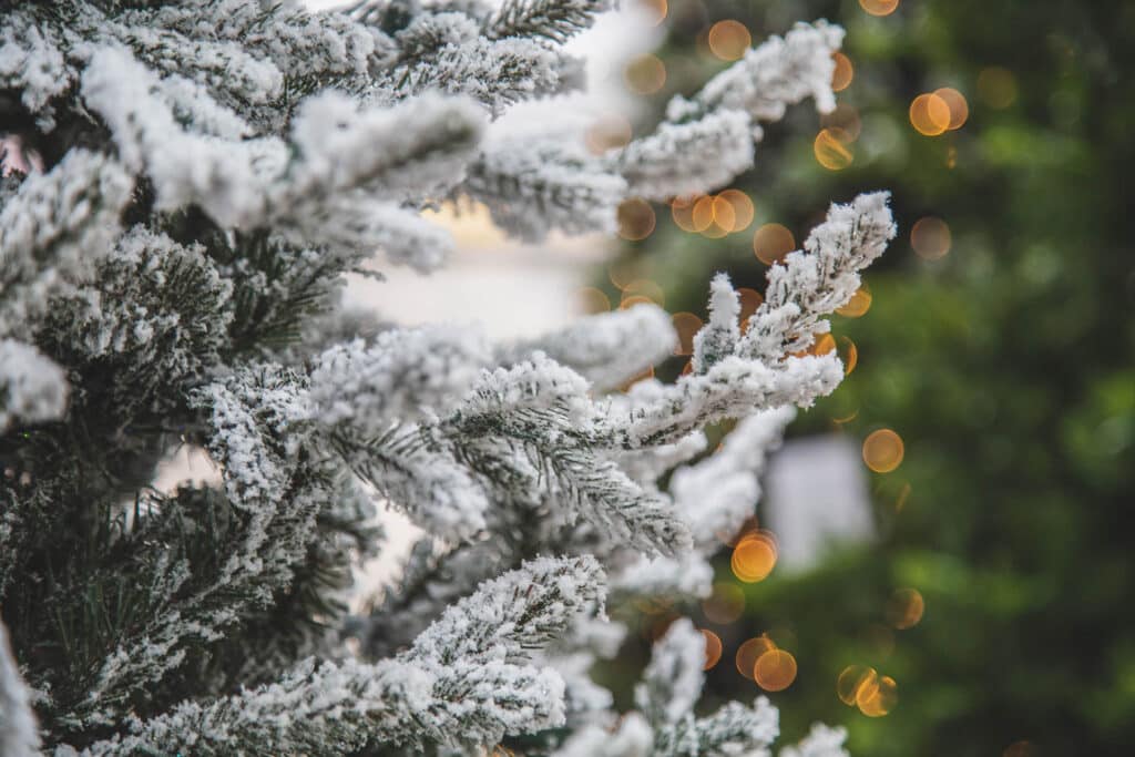 Life-Like Christmas Trees | Petitti Garden Centers