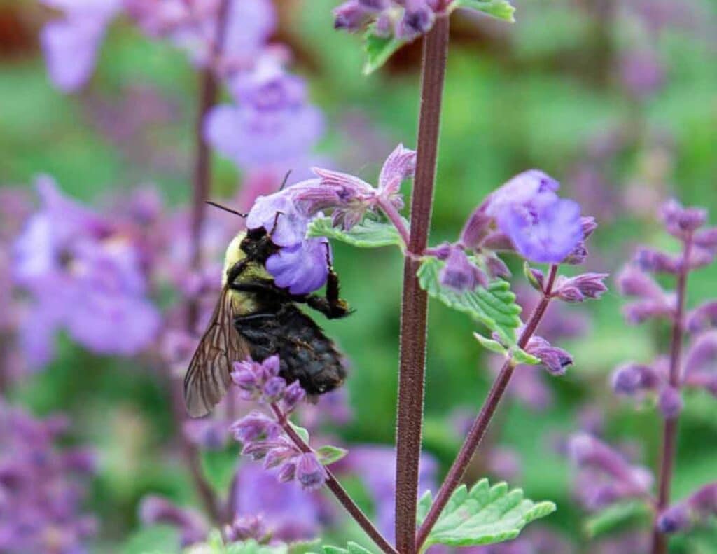 Pollinator Gardening Northeast Ohio | Petitti Garden Centers