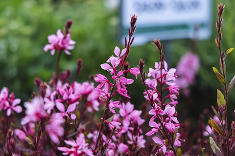Gaura | Petitti Garden Centers