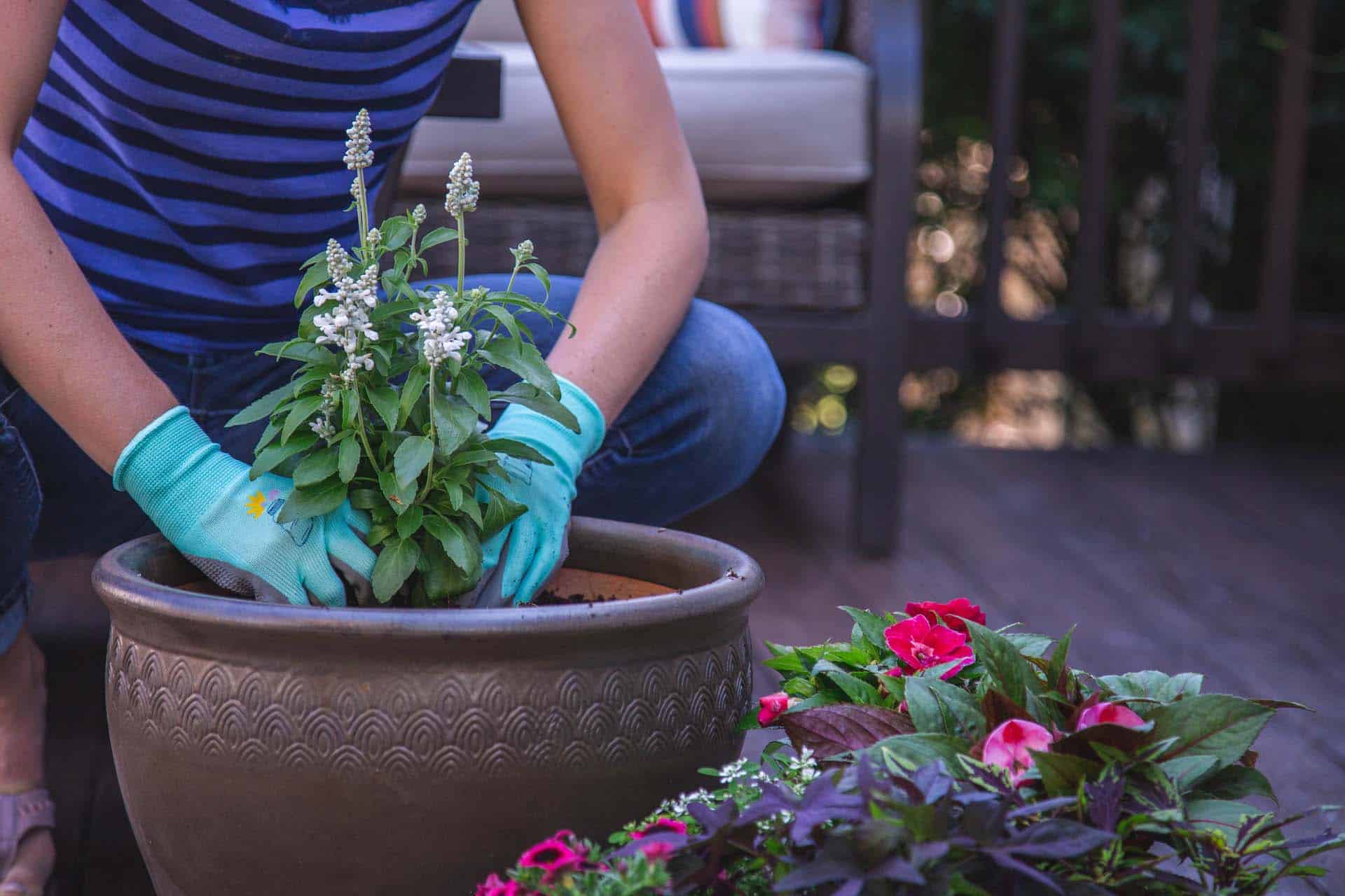 June Blooming Perennials | Petitti Garden Centers