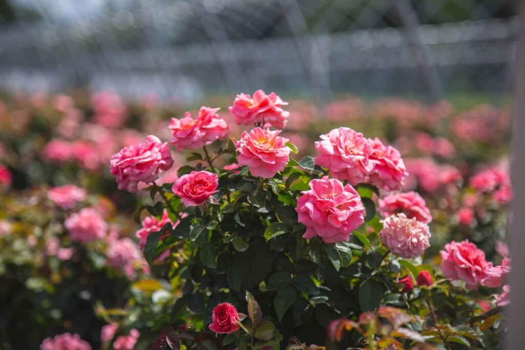 Locally Grown Plants, Trees, Shrubs | Petitti Garden Centers