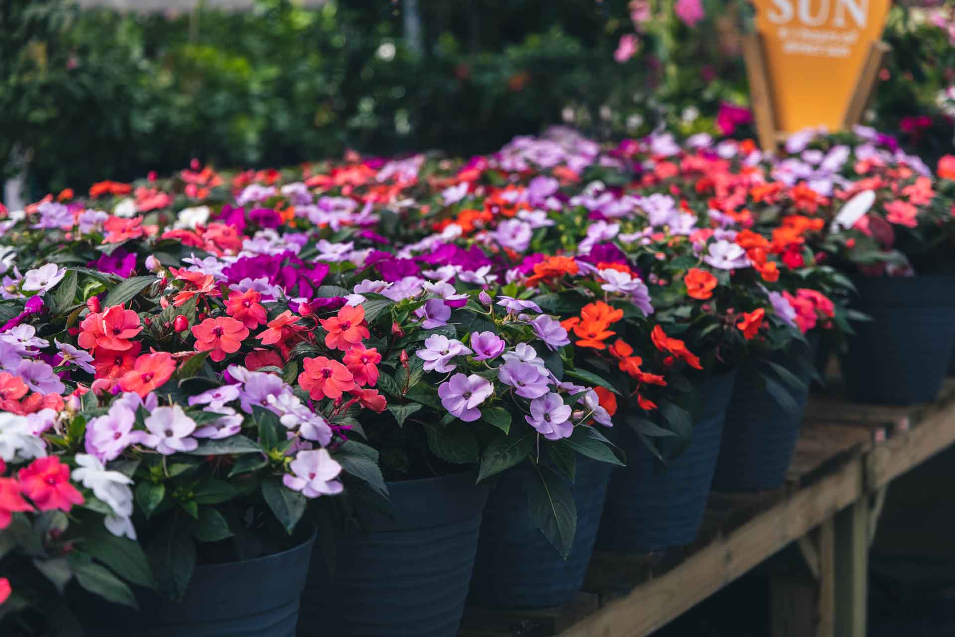 Calibrachoa, Millionbells, Mini Petunias | Petitti Garden Centers