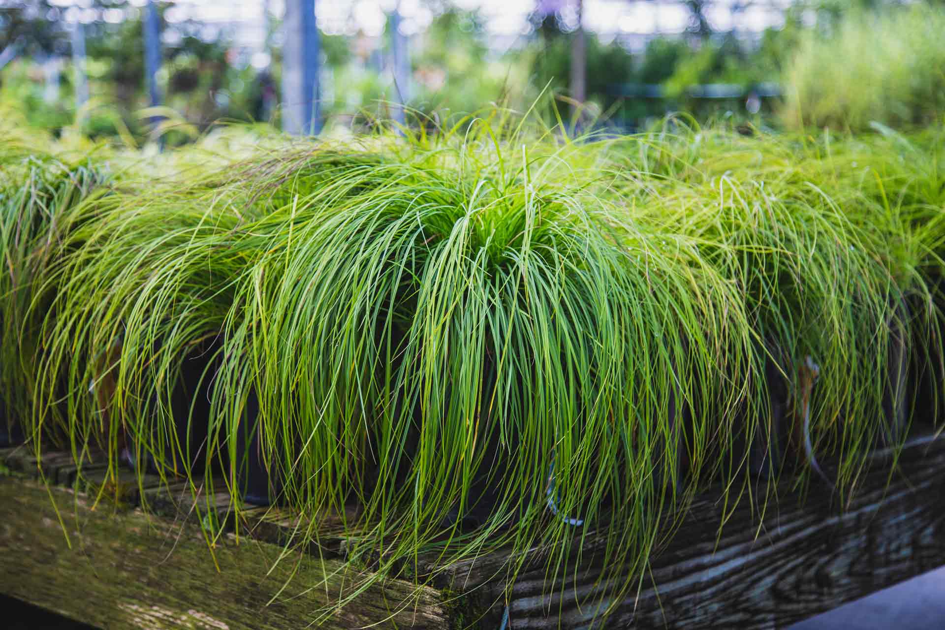 Sedge, Carex | Petitti Garden Centers