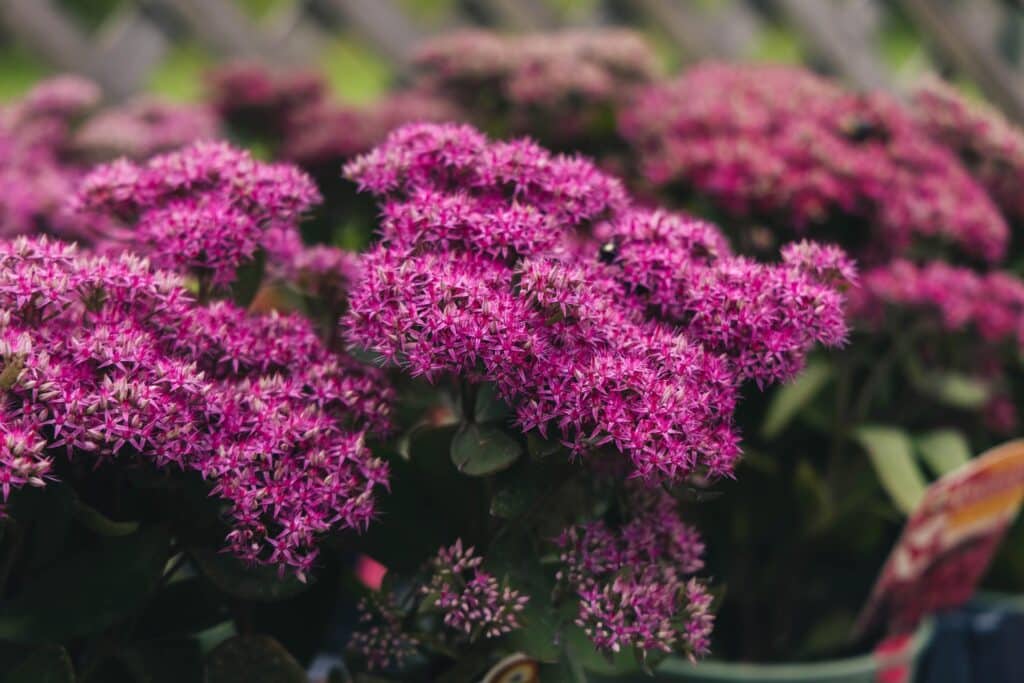 Perennials Monthly Bloom Calendar | Petitti Garden Centers