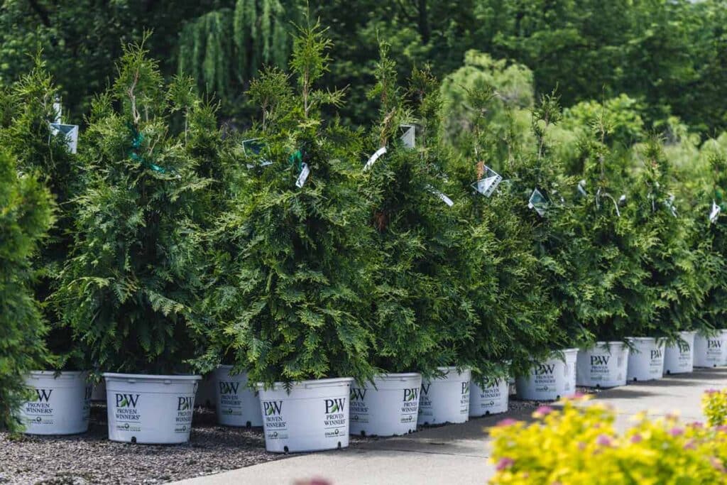 Locally Grown Plants, Trees, Shrubs | Petitti Garden Centers